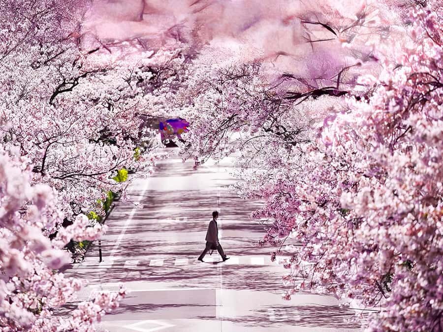 Cherry Blossom Tunnel & Sea: A Spring Day Tour of Ibaraki - Authentic and Practical Insights