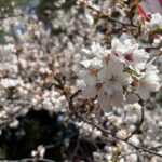 Cherry Blossoms and Strawberry Picking Tour from Tokyo Kawagoe - The Bottom Line: Who Should Consider This Tour?