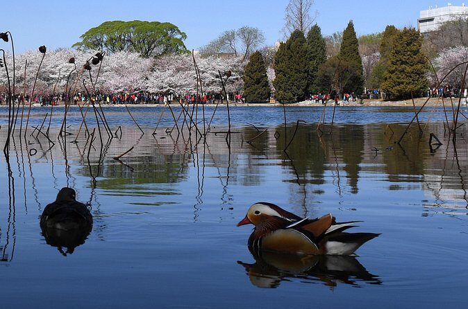 Cherry Blossoms trip in Yuyuantan Park - Value and Considerations