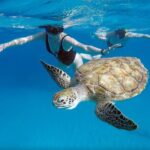 Ches snorkel cruise! turtles & shipwrecks (semi private) - Who Will Love This Tour?