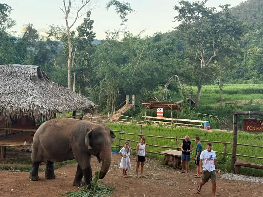 Chiang Mai 2-Day: Good Morning Elephant & Overnight Homestay - The Itinerary in Detail