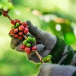 Chiang Mai : Coffee Process & Tasting  From Cherry to Cup - The Food for Thought: Harvesting and Processing