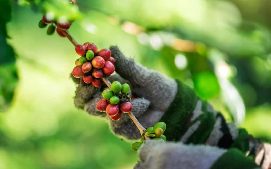 Chiang Mai : Coffee Process & Tasting  From Cherry to Cup - The Food for Thought: Harvesting and Processing