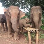 Chiang Mai: Doi Inthanon and Elephant Sanctuary Tour - Respectful Elephant Encounters