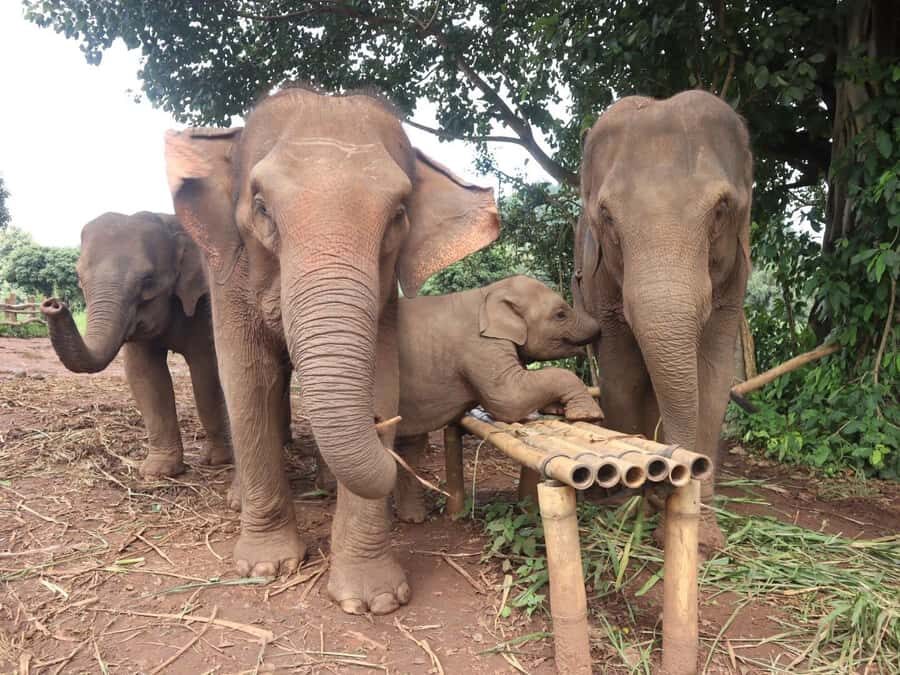 Chiang Mai: Doi Inthanon and Elephant Sanctuary Tour - Respectful Elephant Encounters