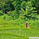 Chiang Mai: Doi Inthanon One-Day Tour with a Private Driver - Authentic Insights from Travelers
