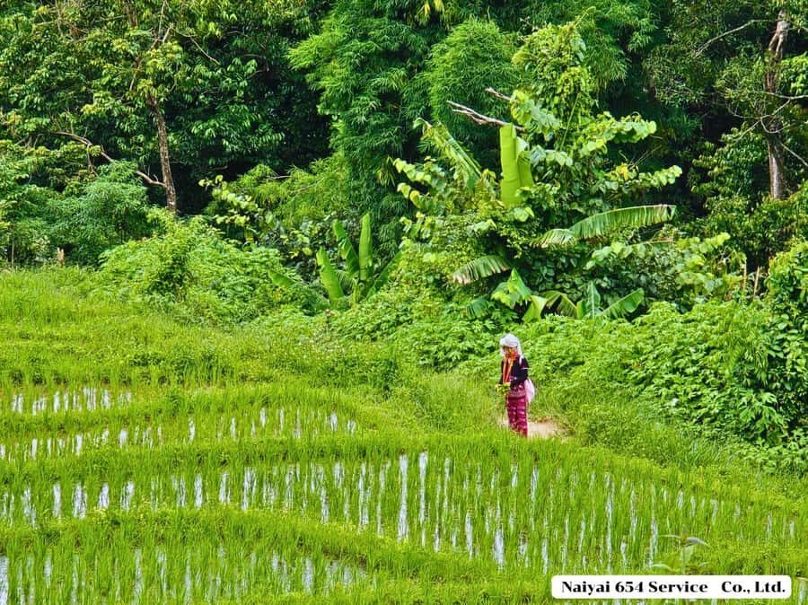 Chiang Mai: Doi Inthanon One-Day Tour with a Private Driver - Authentic Insights from Travelers