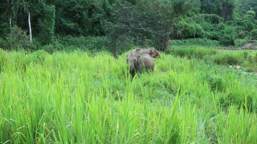 Chiang Mai: Doi Inthanon Park Hiking & Elephants Sanctuary - The Sum Up