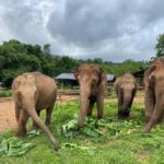 Chiang Mai: Elephant Dream Project Sanctuary - Full Day - Why This Tour Offers Great Value