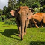 Chiang Mai: Elephant Observation & Wang River Bamboo Rafting - What Travelers Say