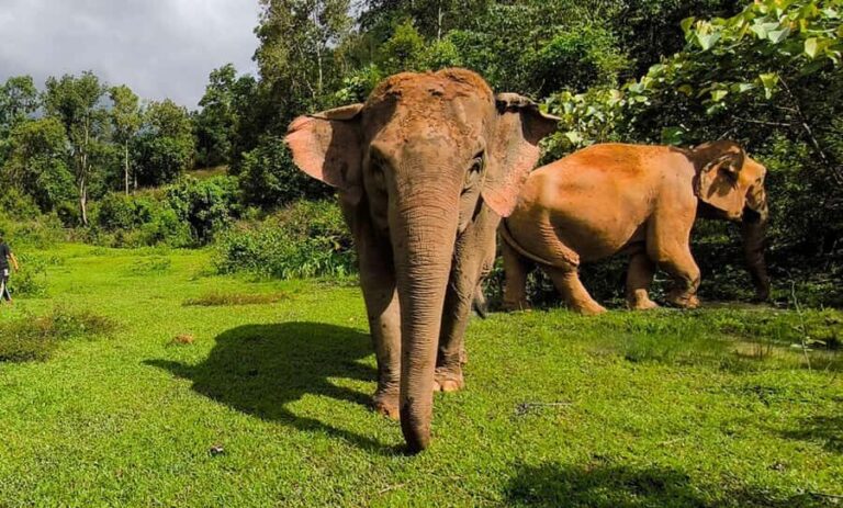 Chiang Mai: Elephant Observation & Wang River Bamboo Rafting - What Travelers Say
