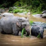Chiang Mai Elephant Recovery Center, Doi Inthanon and Hiking - The Experience’s Authenticity and Value