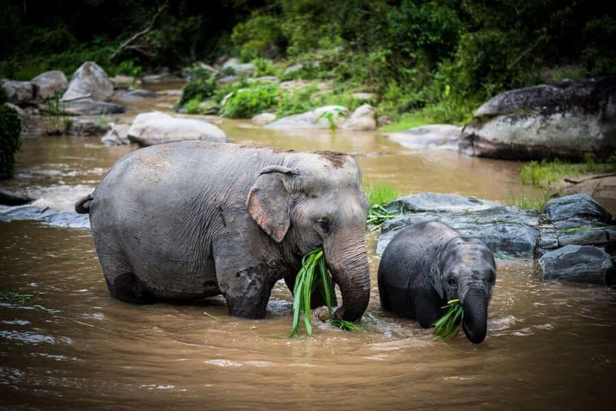 Chiang Mai Elephant Recovery Center, Doi Inthanon and Hiking - The Experience’s Authenticity and Value