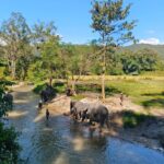 Chiang Mai Ethical Elephant Experience (Half Day) - Practical Details and Logistics