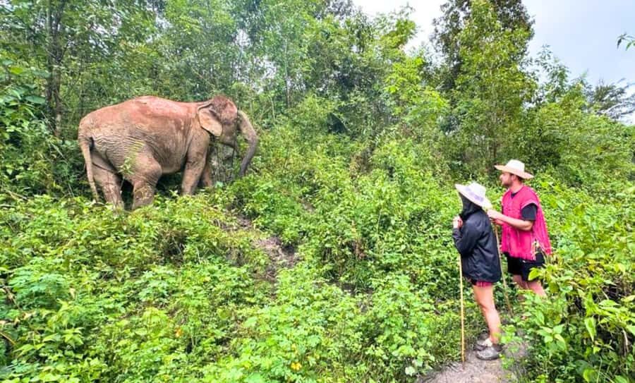 Chiang Mai: Inthanon, Ethical Elephant Sanctuary & Waterfall - What Makes This Tour Stand Out?