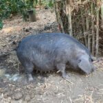 Chiang Mai: Karen Culture, Coffee & Nature Experience - In-Depth Look at the Itinerary