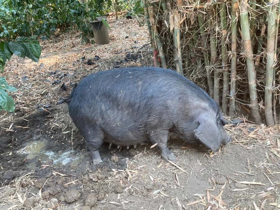 Chiang Mai: Karen Culture, Coffee & Nature Experience - In-Depth Look at the Itinerary