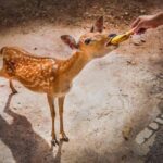 Chiang Mai Night Safari Park Ticket - What to Expect During Your Visit