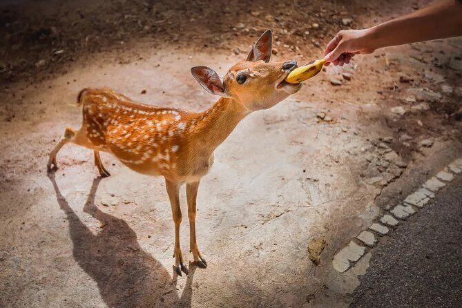 Chiang Mai Night Safari Park Ticket - What to Expect During Your Visit