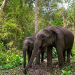 Chiang Mai: Overnight Doi Inthanon & Hands-Off Elephant Tour - Why It’s Valuable