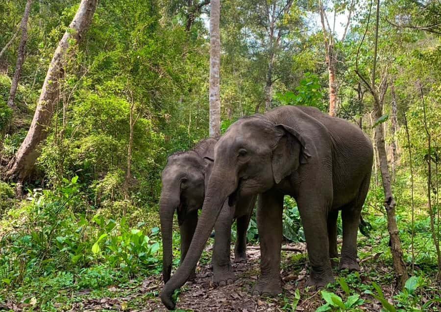 Chiang Mai: Overnight Doi Inthanon & Hands-Off Elephant Tour - Why It’s Valuable