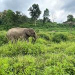 Chiang Mai: Small Group Ethical Elephant Sanctuary Tour - Final Thoughts: Who Should Consider This Tour?