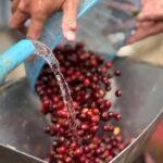 Chiang Mai: Thepsadet Village Coffee Tour with Transfer - Practicalities and Logistics