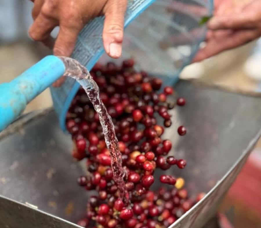 Chiang Mai: Thepsadet Village Coffee Tour with Transfer - Practicalities and Logistics