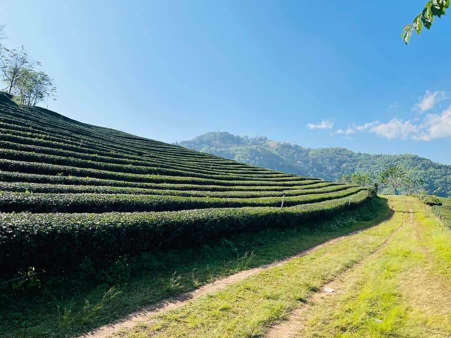 Chiang Rai: 7 Must-See Spots Tickets & Lunch Included - Transport, Guides, and Overall Value