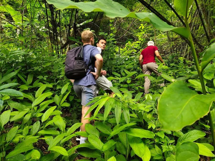 Chiang Rai: Jungle Adventure-Group Trekking & Bamboo Cooking - Authentic Experiences That Stand Out