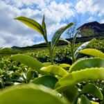 Chiang Rai: Mountains Discovery Doi Mae Salong & Doi Tung - How the Tour Works in Practice