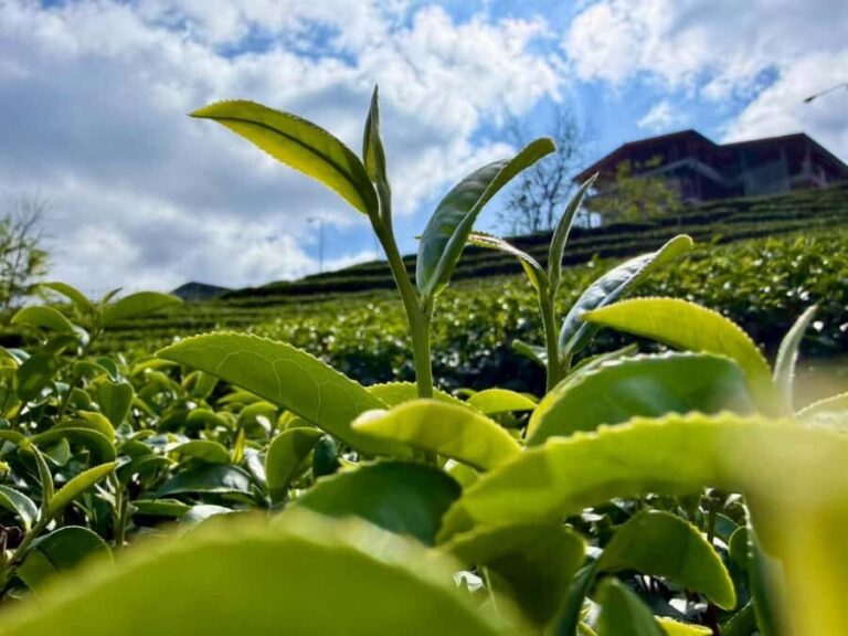 Chiang Rai: Mountains Discovery Doi Mae Salong & Doi Tung - How the Tour Works in Practice