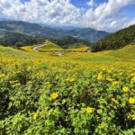 Chiangmai : Experience the magic of Mexican Sunflower field - Practical Details and Value