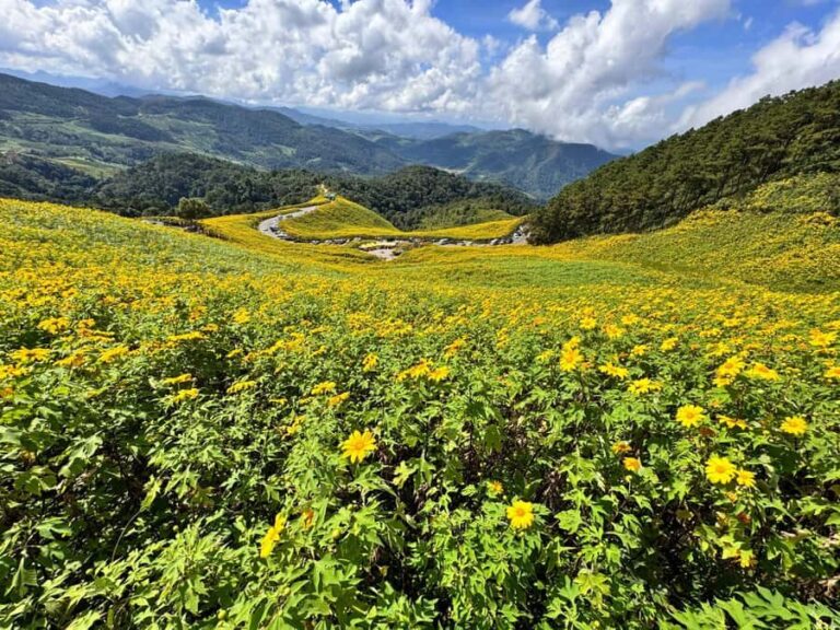 Chiangmai : Experience the magic of Mexican Sunflower field - Practical Details and Value