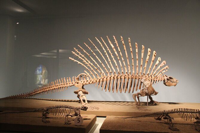 Chicago Field Museum Ticket and Audio Tour on Your Phone - Is It Worth the Price?