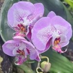 Children's Botanical Garden in St. Thomas USVI - The Itinerary Breakdown