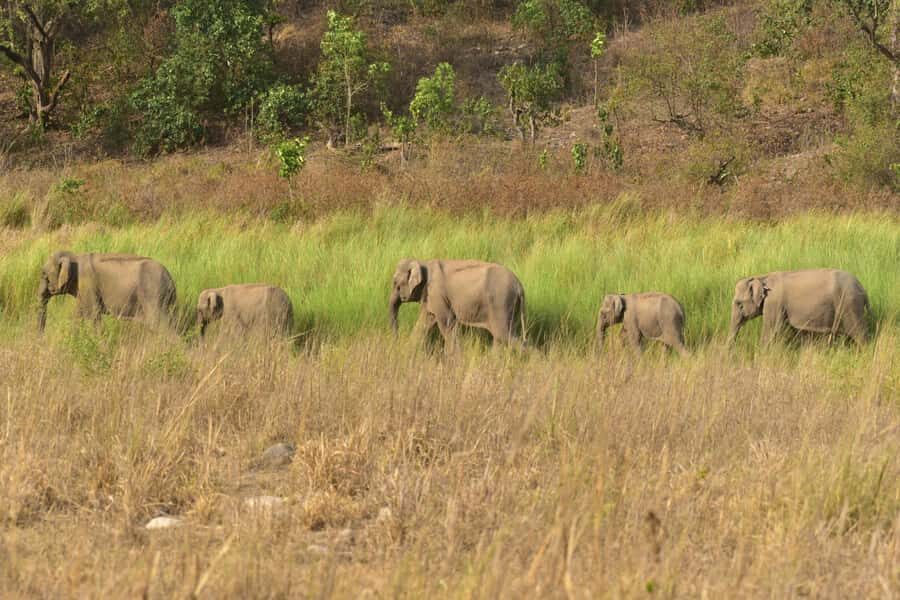 Chilla Range: Rajaji National Park Jeep Safari in Rishikesh - Value and Practicality
