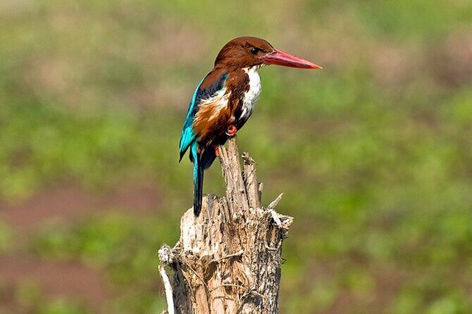 Chitwan 2 Nights All Inclusive Jungle Safari Tour - What’s Included and What’s Not