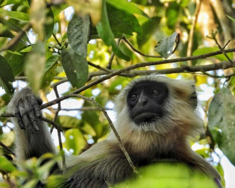 Chitwan: 3-Day Jungle Walk, Canoe Ride, and Jeep Safari back - Key Points