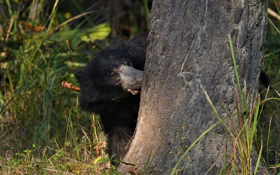 Chitwan 3 nights package from Kathmandu or Pokhara - Who Will Love This Tour?