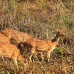 Chitwan: 4-Day Jungle Safari Full Package all inclusive - Exploring the Itinerary: What You Can Expect