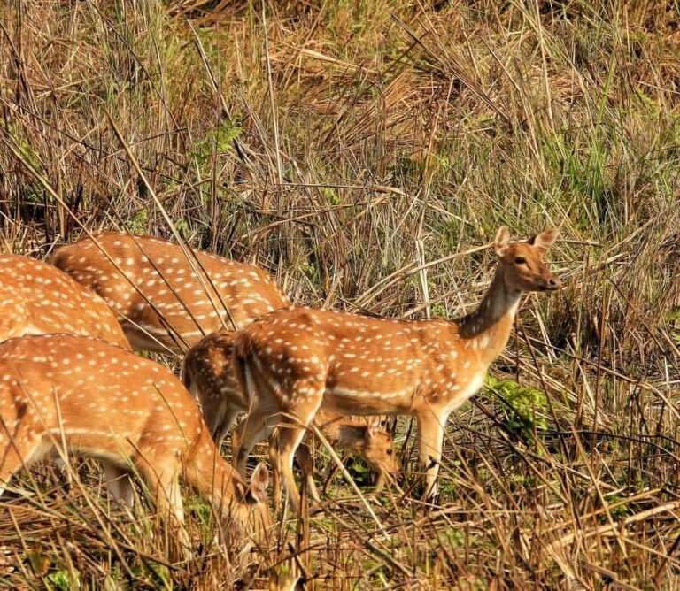 Chitwan: 4-Day Jungle Safari Full Package all inclusive - Exploring the Itinerary: What You Can Expect