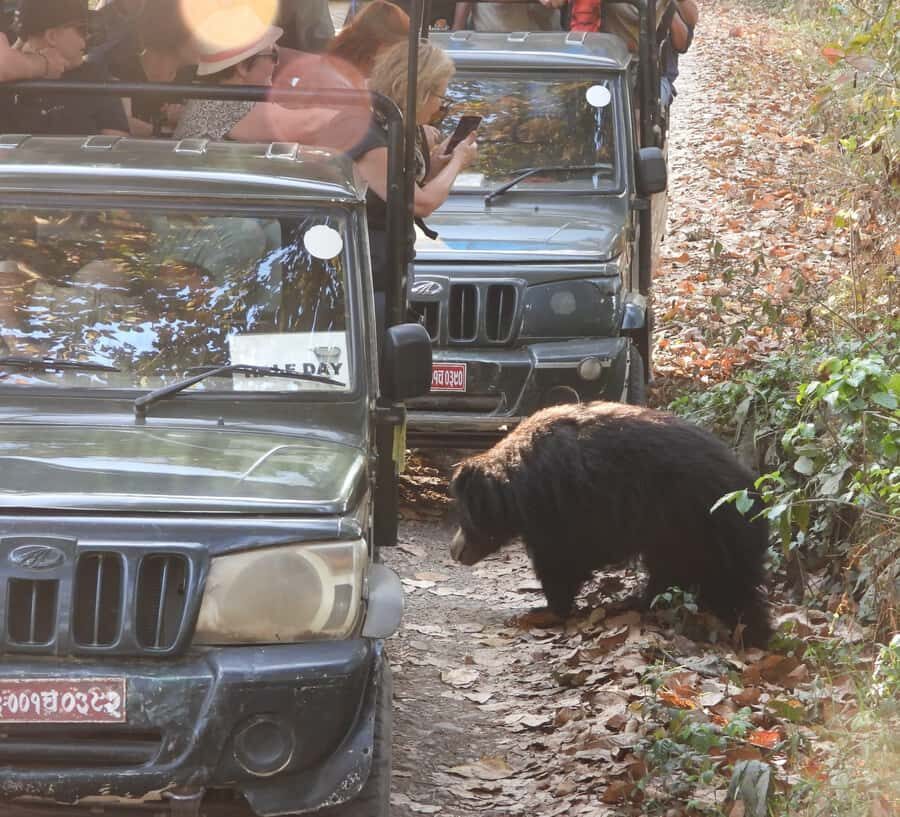 CHITWAN: COMMUNITY FOREST AND NATIONAL PARK JEEP SAFARI - The Experience – A Closer Look