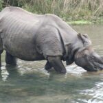 Chitwan Jungle Safari from Kathmandu Pokhara - What Makes This Tour Stand Out?