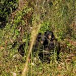 Chitwan National Park: Full-Day Jeep Safari with Lunch - Why This Tour Stands Out