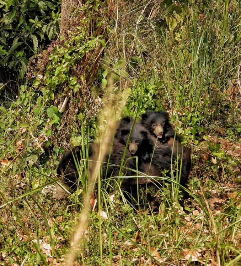 Chitwan National Park: Full-Day Jeep Safari with Lunch - Why This Tour Stands Out
