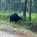 Chitwan National Park Unique Activities From Untouched Side Madi - Practical Tips