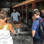 Chocolate Factory Belmont Estate, Annandale Falls & Grand Etang Lake Tour - Transportation and Group Size