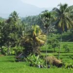 CIanjur : Downhill and Countryside Cianjur Cycling Tour - The Practicalities