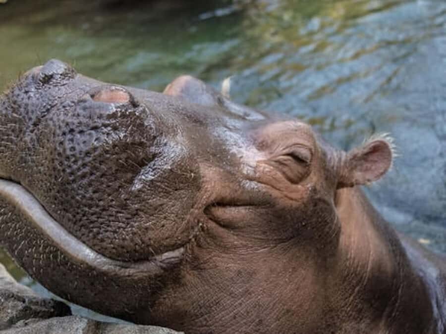 Cincinnati: Cincinnati Zoo Admission Ticket - Who Will Love This Experience?